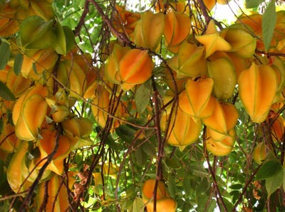 CaRamBoLaS: CARAMBOLA